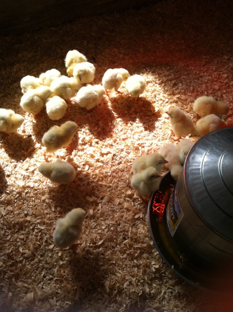 Hatching Baby Chicks - Sabbath Mood Homeschool