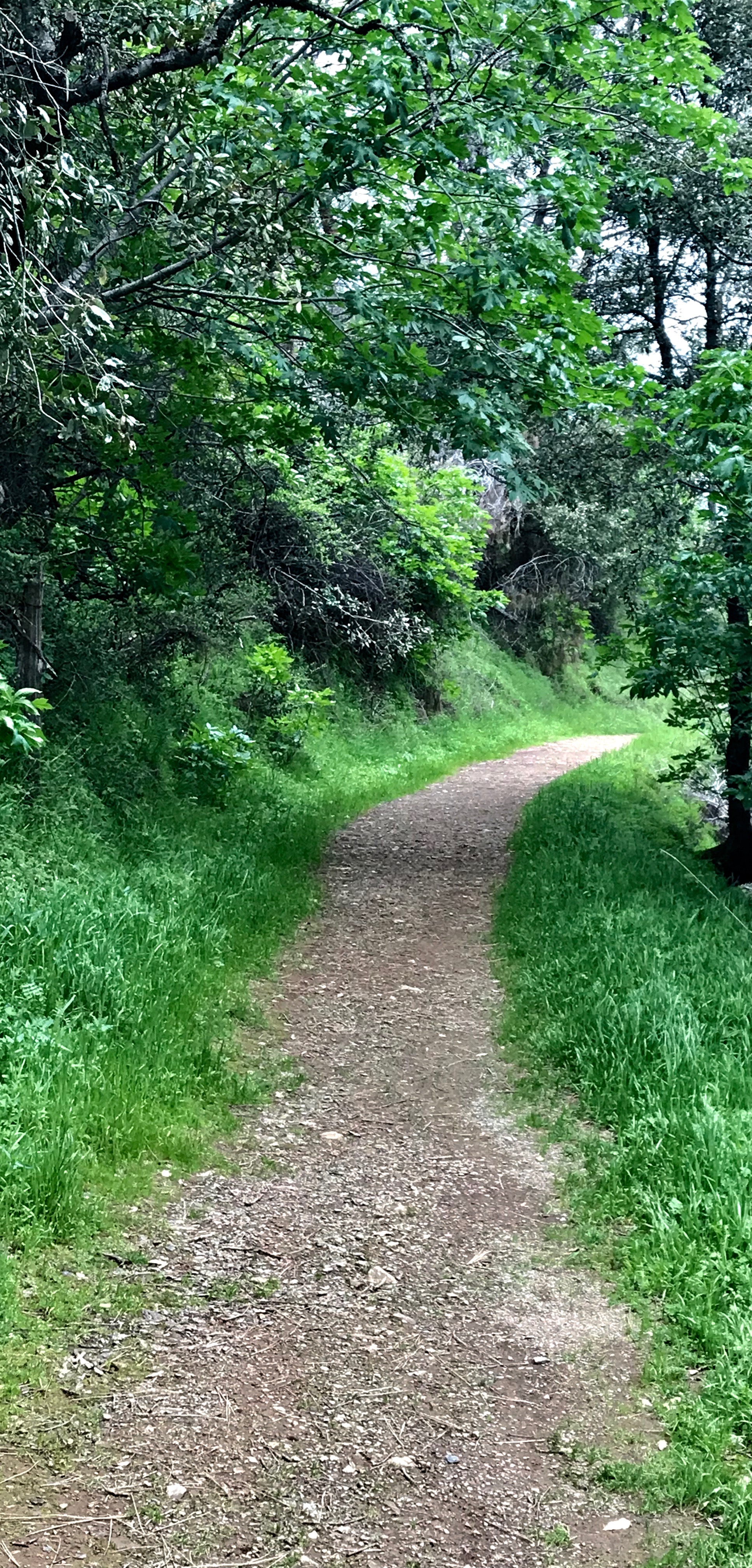 Nature Walks, Excursions, and Rambles - part 1 - Sabbath Mood Homeschool