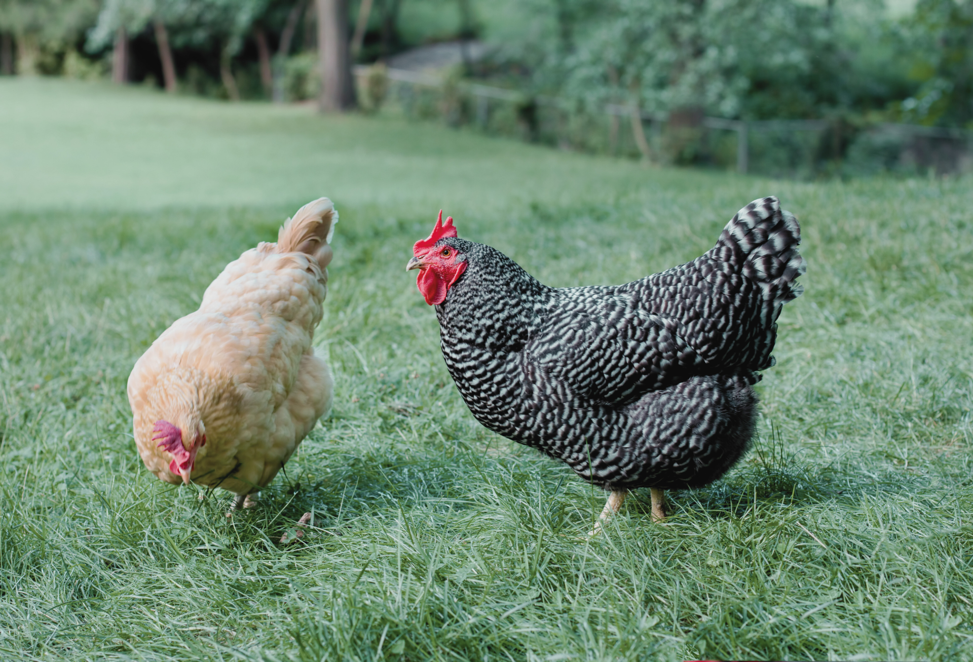 Hatching Baby Chicks - Sabbath Mood Homeschool