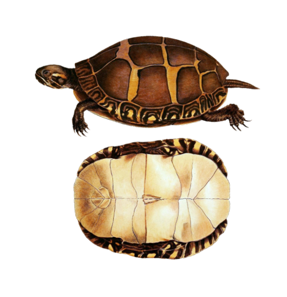 Reptiles: *Bundle* - Sabbath Mood Homeschool